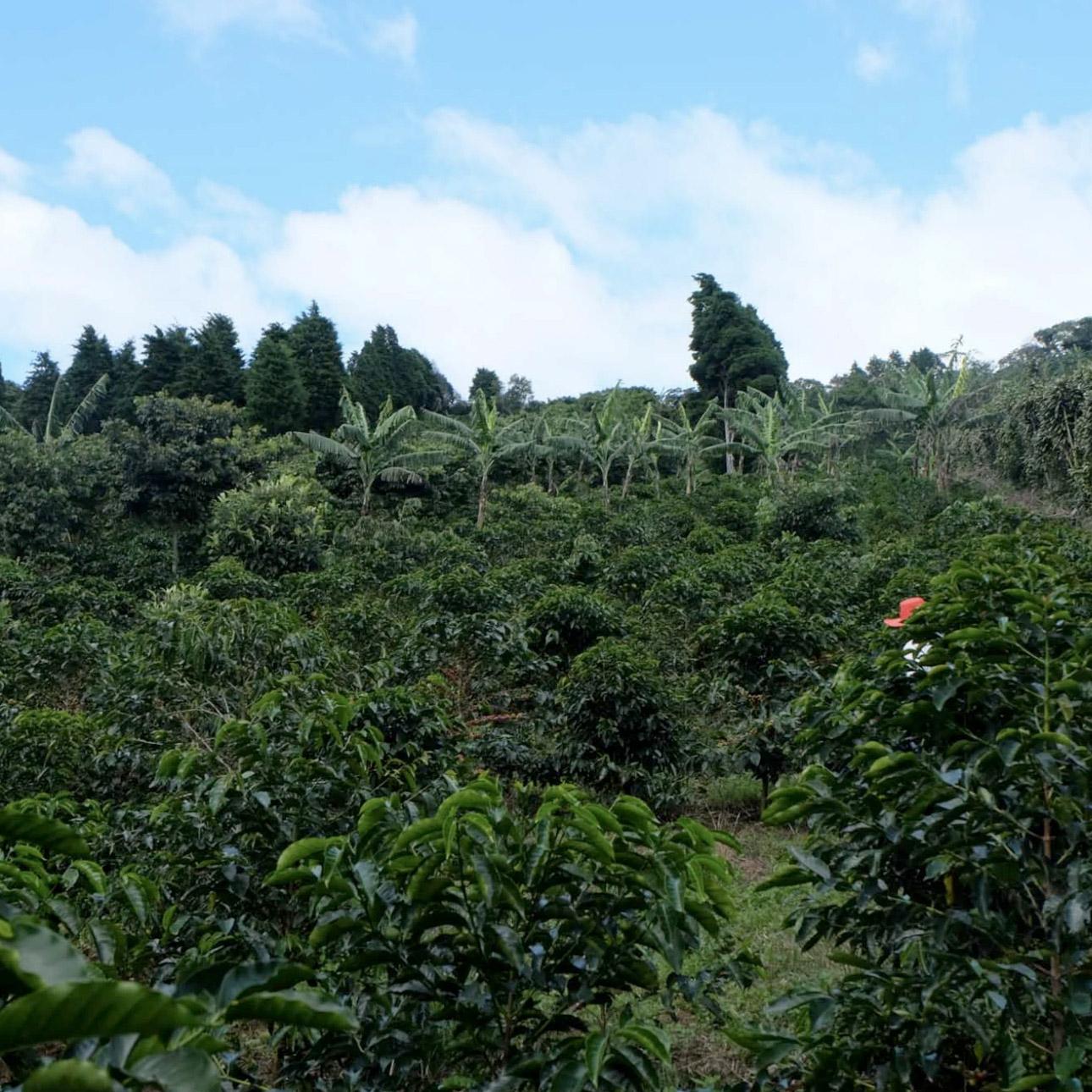 【八月號驚喜盒 Hasbean 7.26烘】哥斯大黎加 利丘莊園 維拉薩奇 日曬 (250g原裝) – 烘焙家