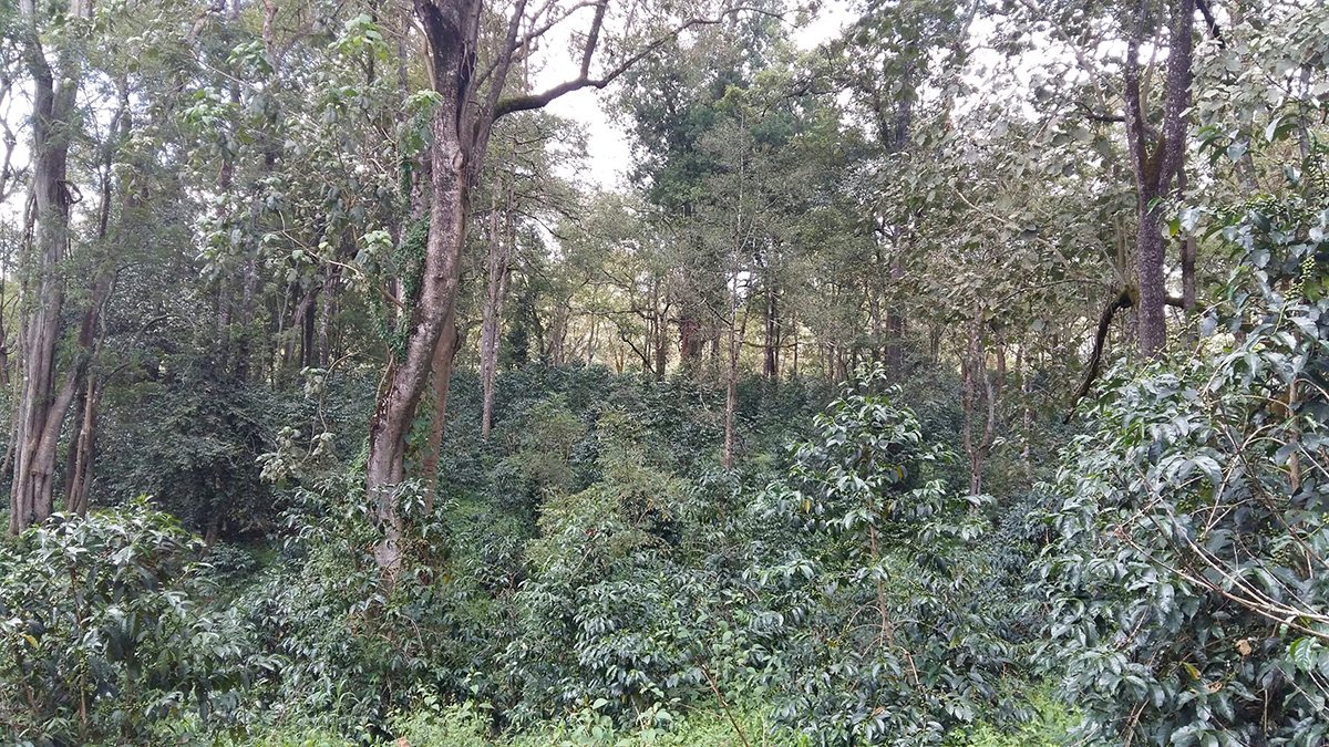 【預購 十月號驚喜盒 Alexandru Niculae 9.28 烘】衣索比亞 古吉 凱永山農場 原生種 日曬 (250g原裝) – 烘焙家